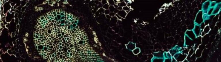 Procelys by Lesaffre: Yeast-based nutrients for biotech industry