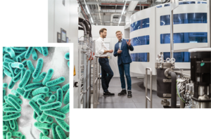 ProCel®: Biopharma solutions from fermentation - Procelys by Lesaffre