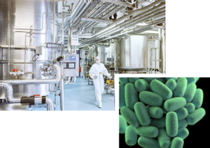 NuCel®: Application of fermentation in food industry - Procelys by Lesaffre
