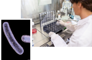 ProCel®: Biopharma microbiome applications - Procelys by Lesaffre